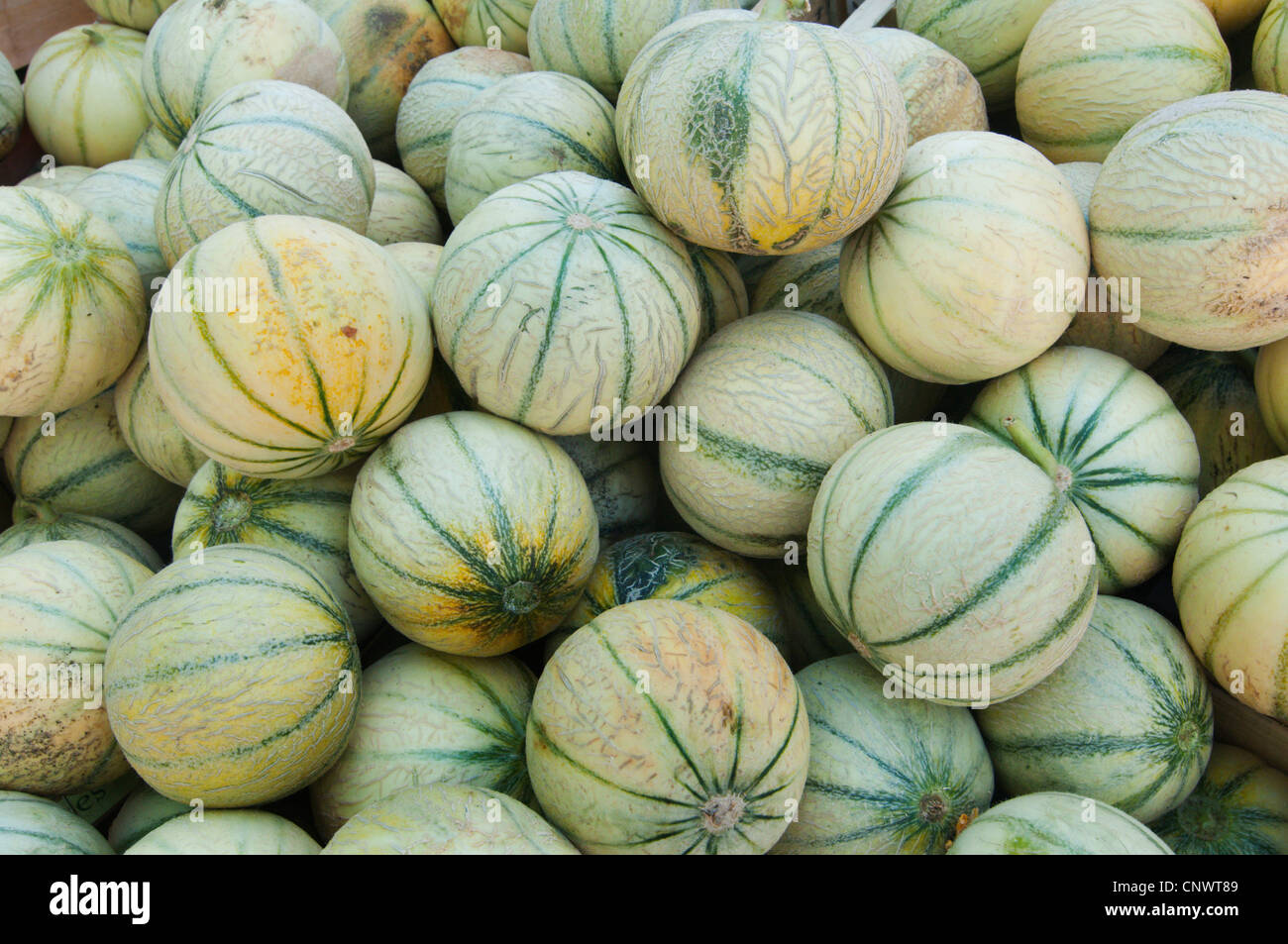 Cucumis melo -Fotos und -Bildmaterial in hoher Auflösung – Alamy
