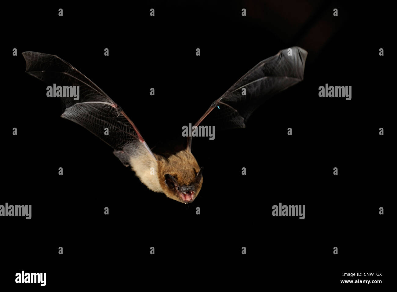 Musonycteris Harrisoni Stockfotos und -bilder Kaufen - Alamy