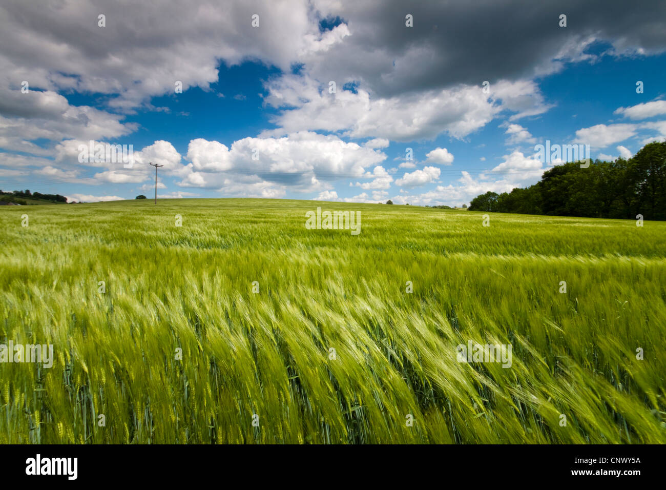 Gerstenfeld wind -Fotos und -Bildmaterial in hoher Auflösung – Alamy