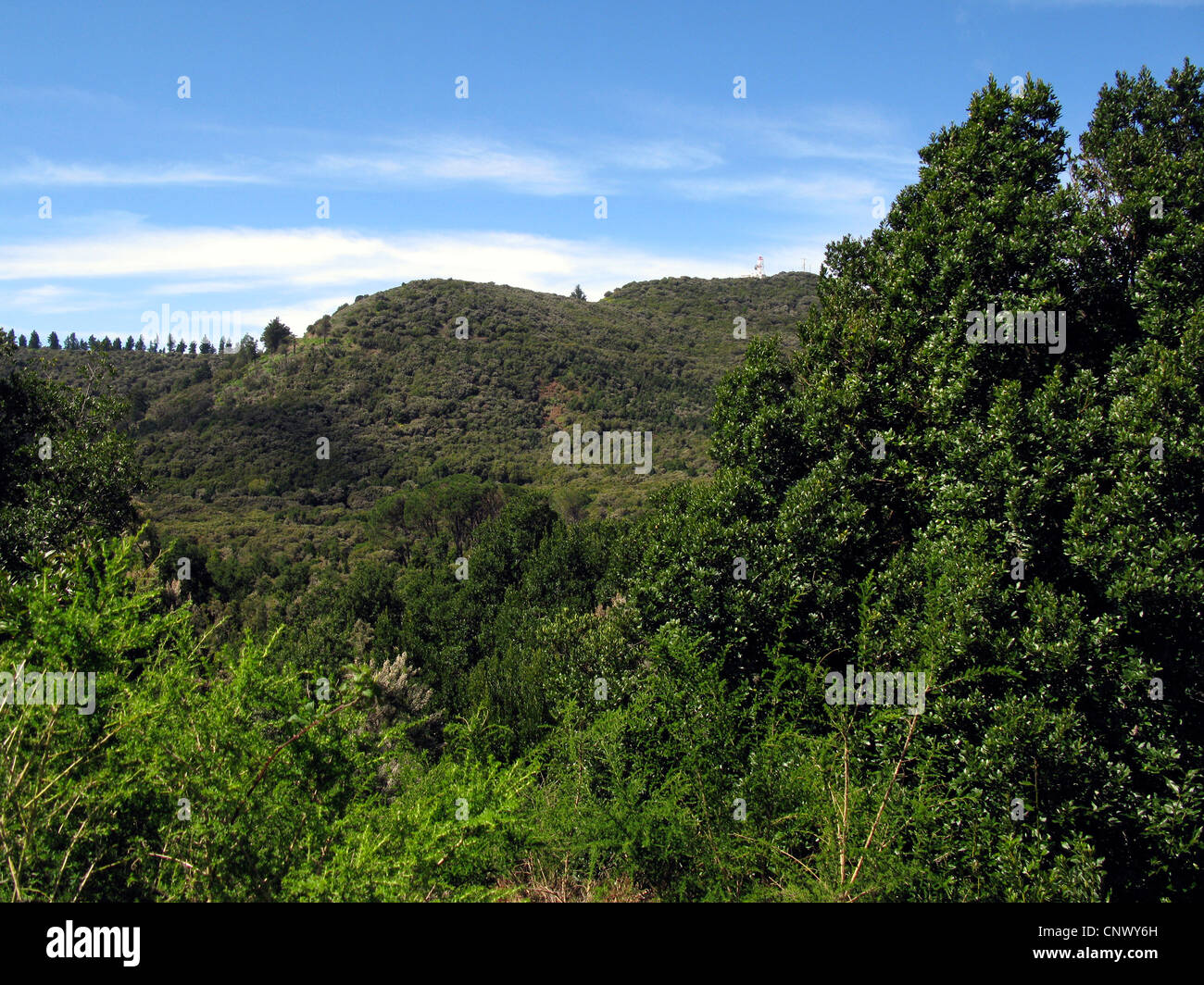 Laurus Canariensis Stockfotos und -bilder Kaufen - Alamy