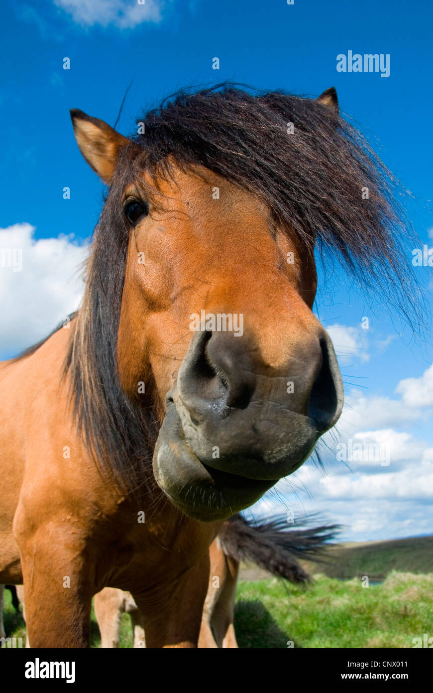Islandpferd lustig -Fotos und -Bildmaterial in hoher Auflösung – Alamy