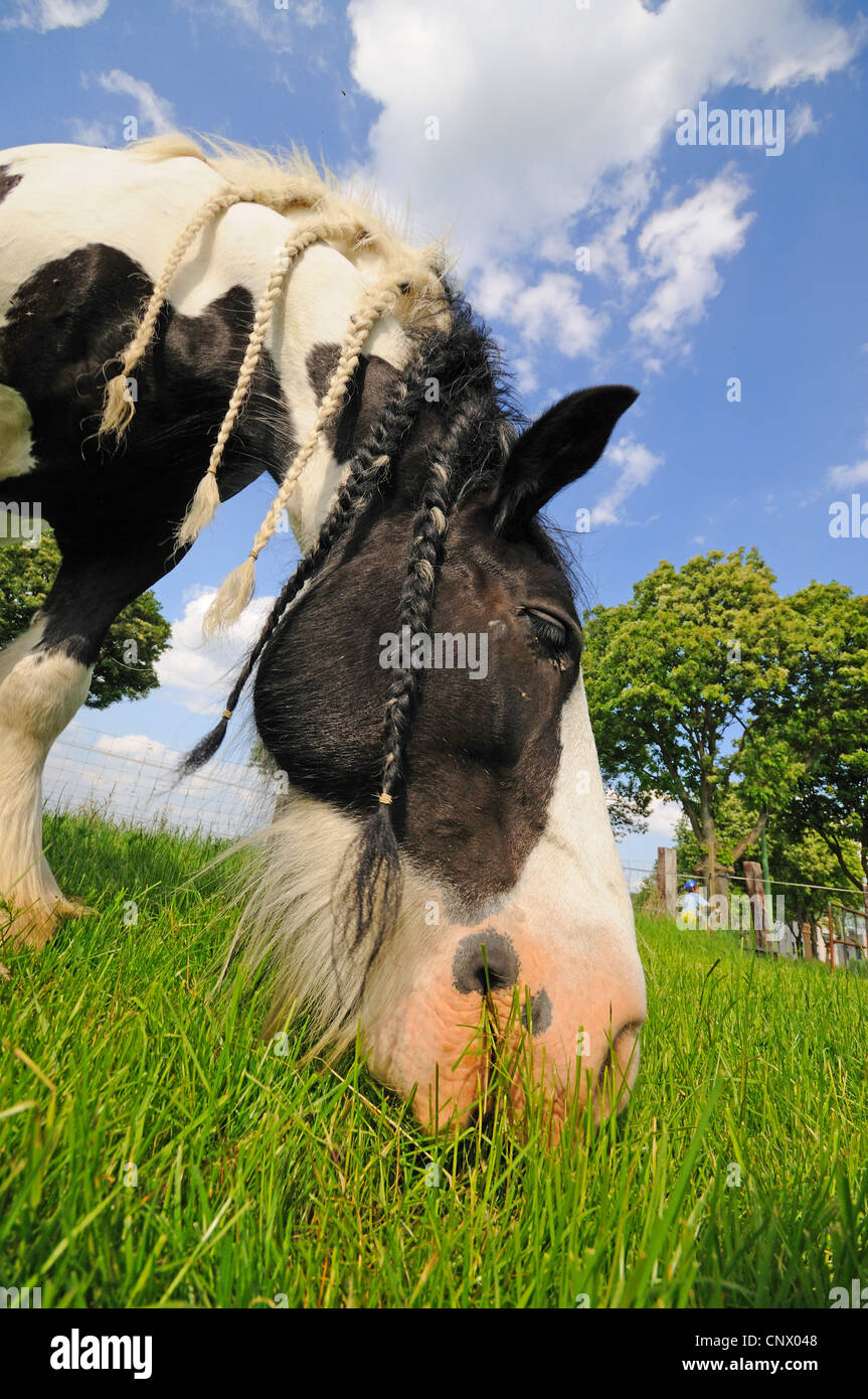 Tinker pferd -Fotos und -Bildmaterial in hoher Auflösung – Alamy