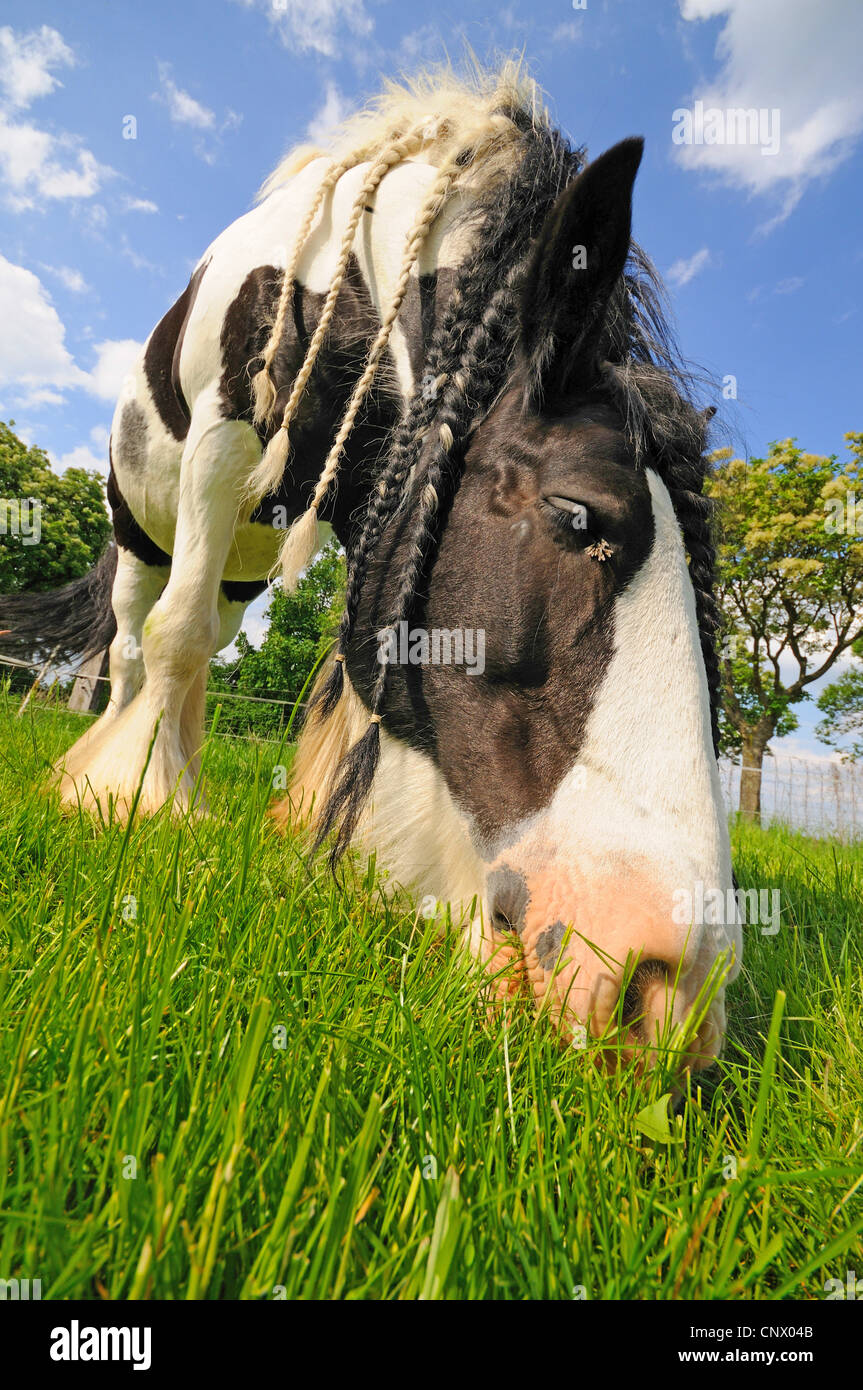 Tinker pferd -Fotos und -Bildmaterial in hoher Auflösung – Alamy