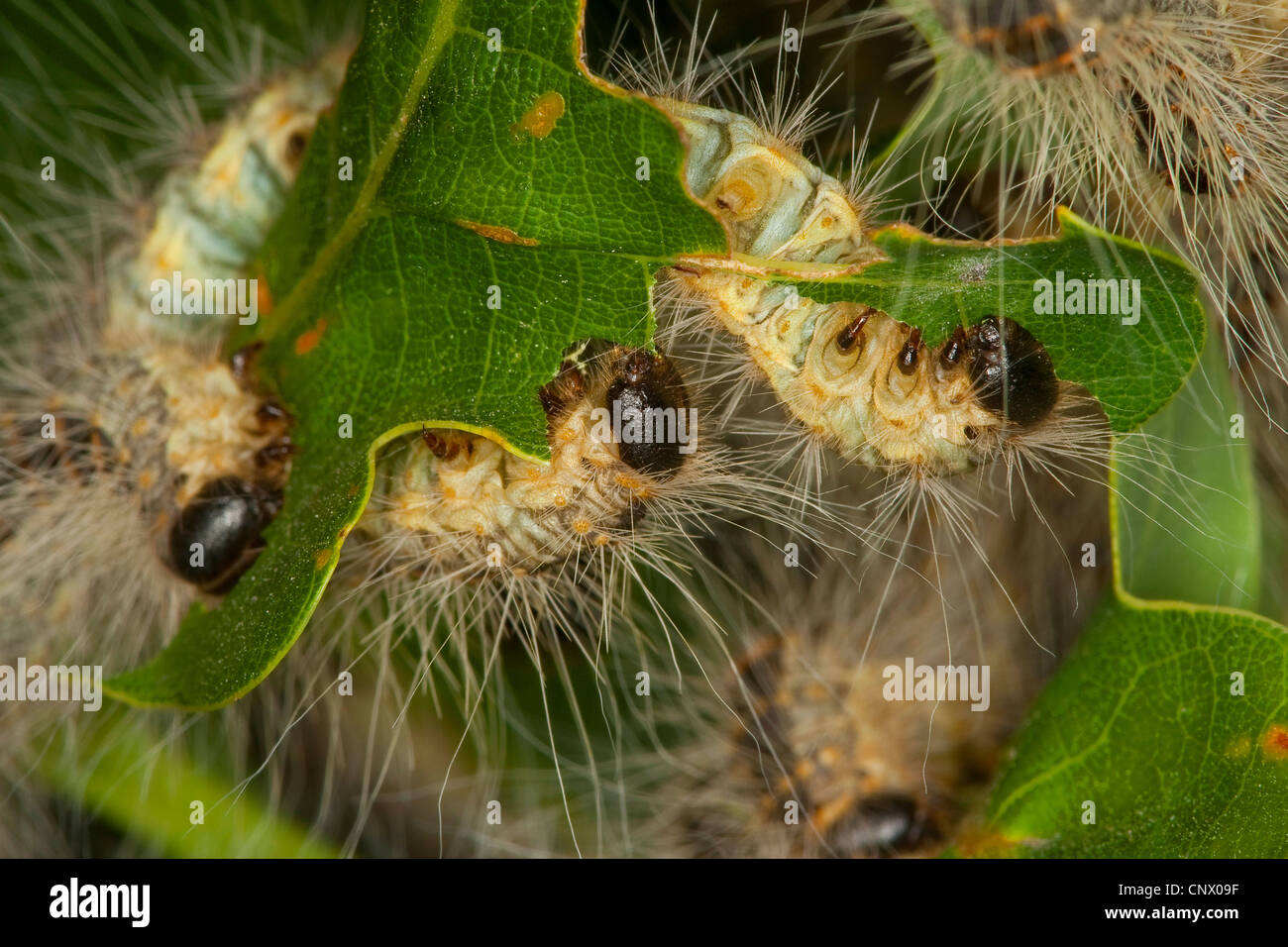 Eiche Eichenprozessionsspinner (Thaumetopoea Processionea), Raupen ...