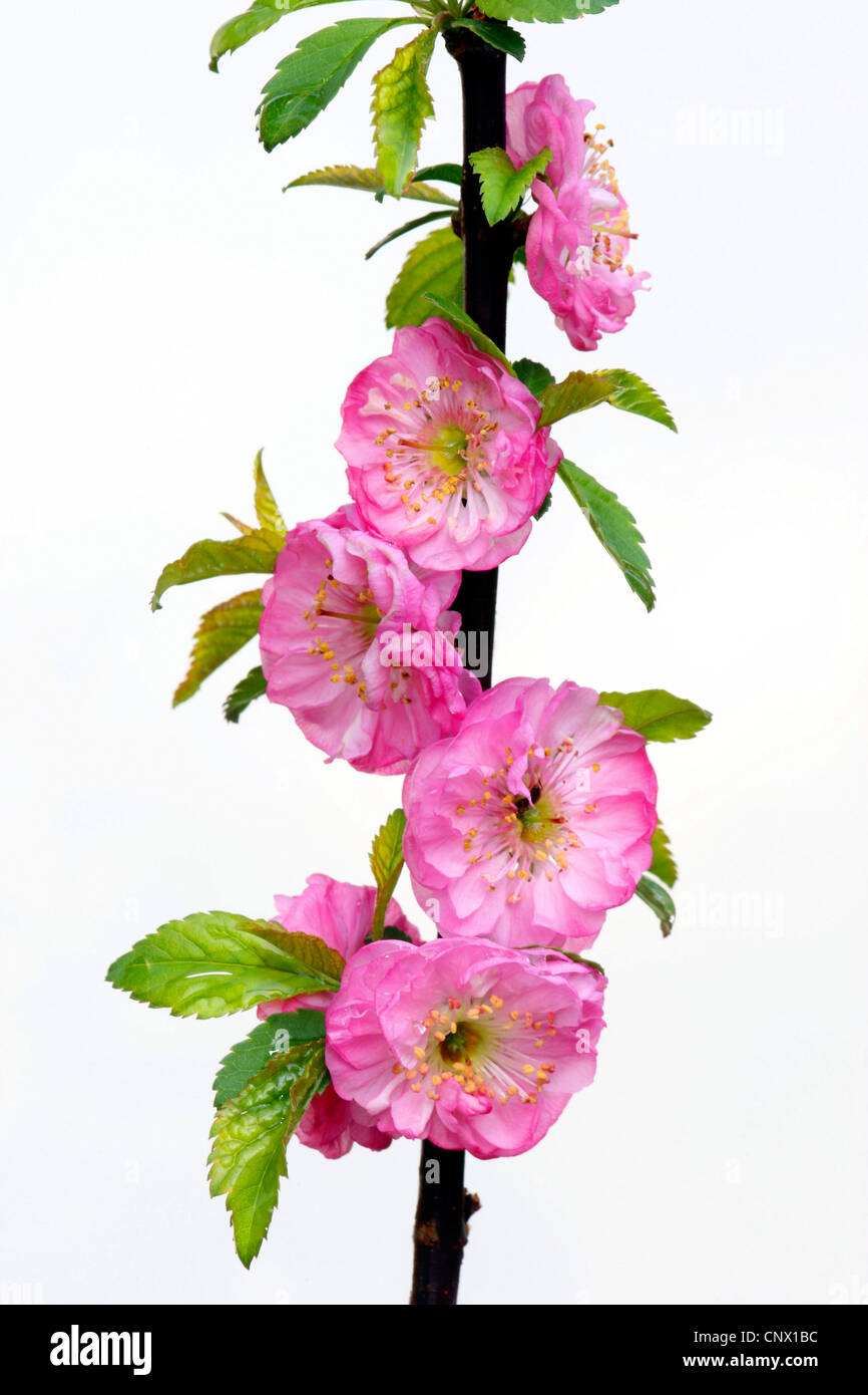 Almond tree prunus triloba mandelbaum -Fotos und -Bildmaterial in hoher ...