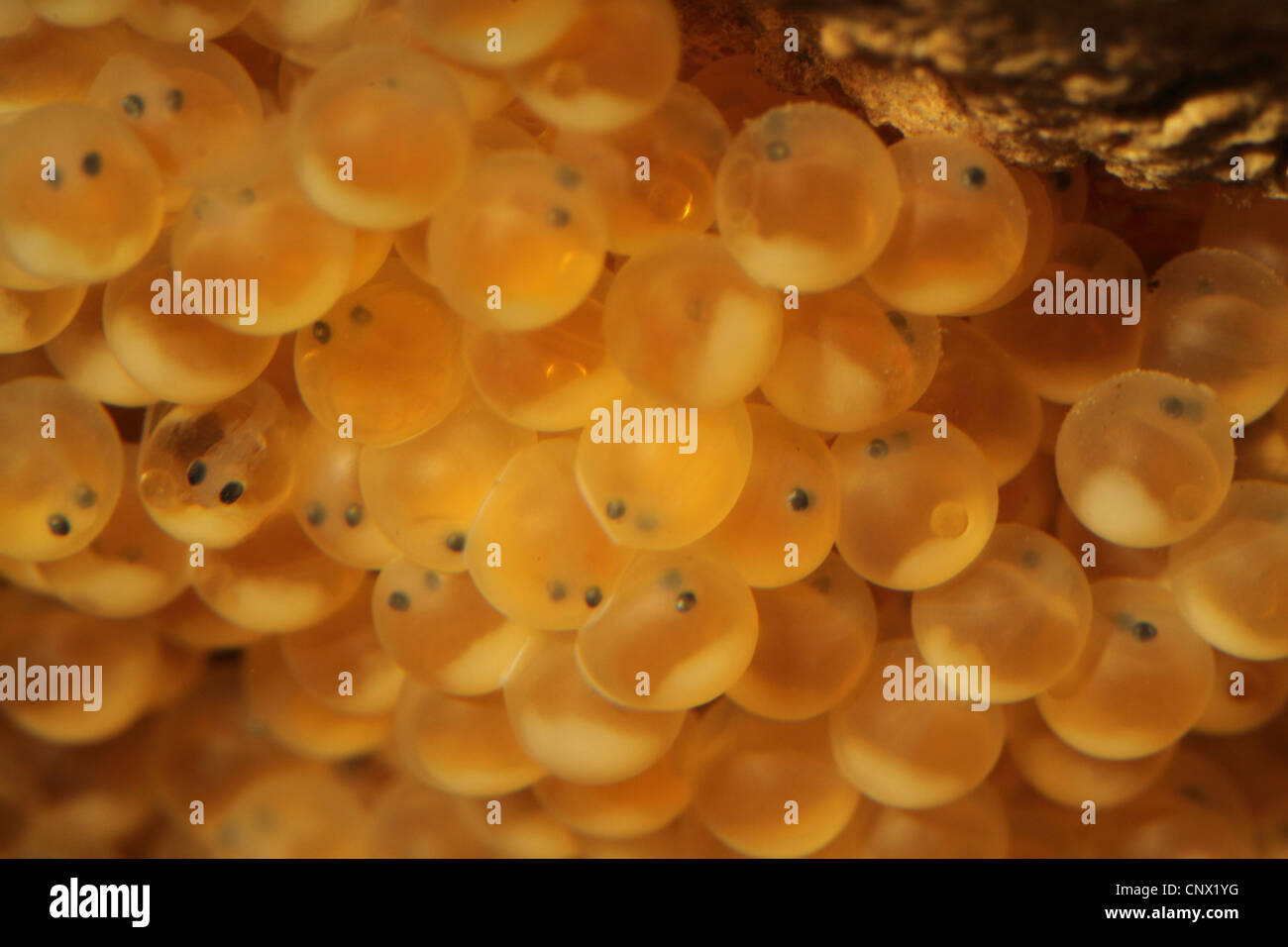 Groppe cottus gobio -Fotos und -Bildmaterial in hoher Auflösung – Alamy
