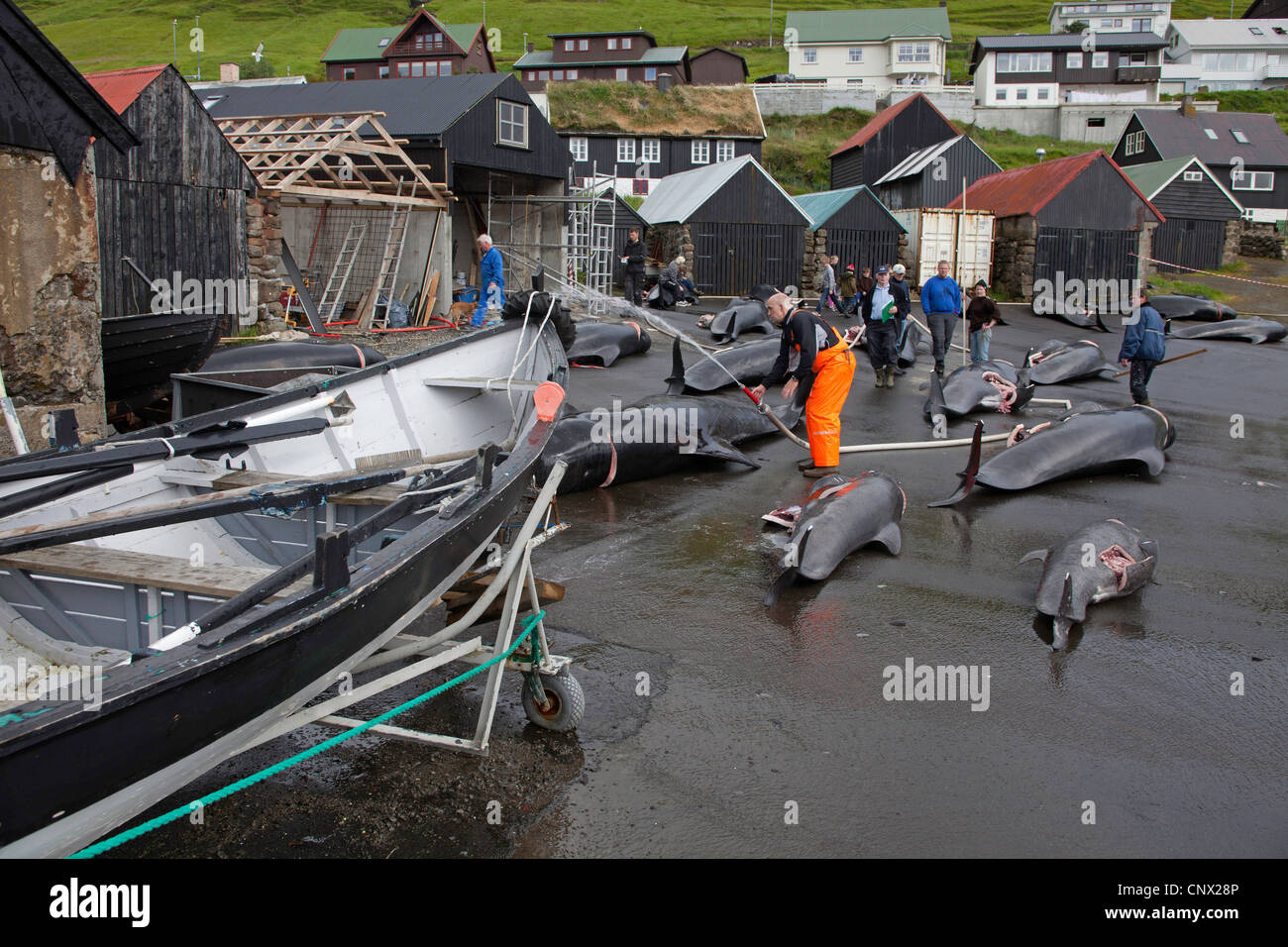 Jagd auf schweinswale -Fotos und -Bildmaterial in hoher Auflösung – Alamy