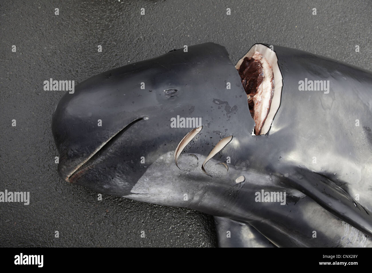 Zerfleischend a -Fotos und -Bildmaterial in hoher Auflösung – Alamy