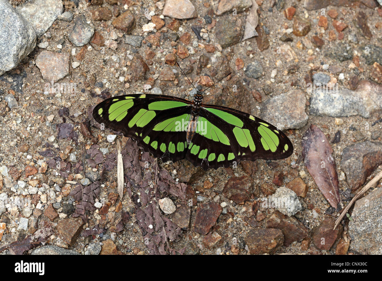 Knappe bambusseite -Fotos und -Bildmaterial in hoher Auflösung – Alamy