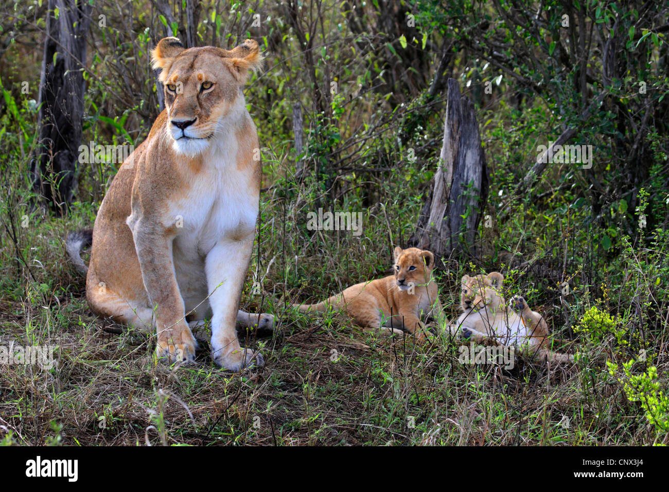 Löwe (Panthera Leo), Löwin, die sitzen in der Wiese mit zwei Kätzchen ...
