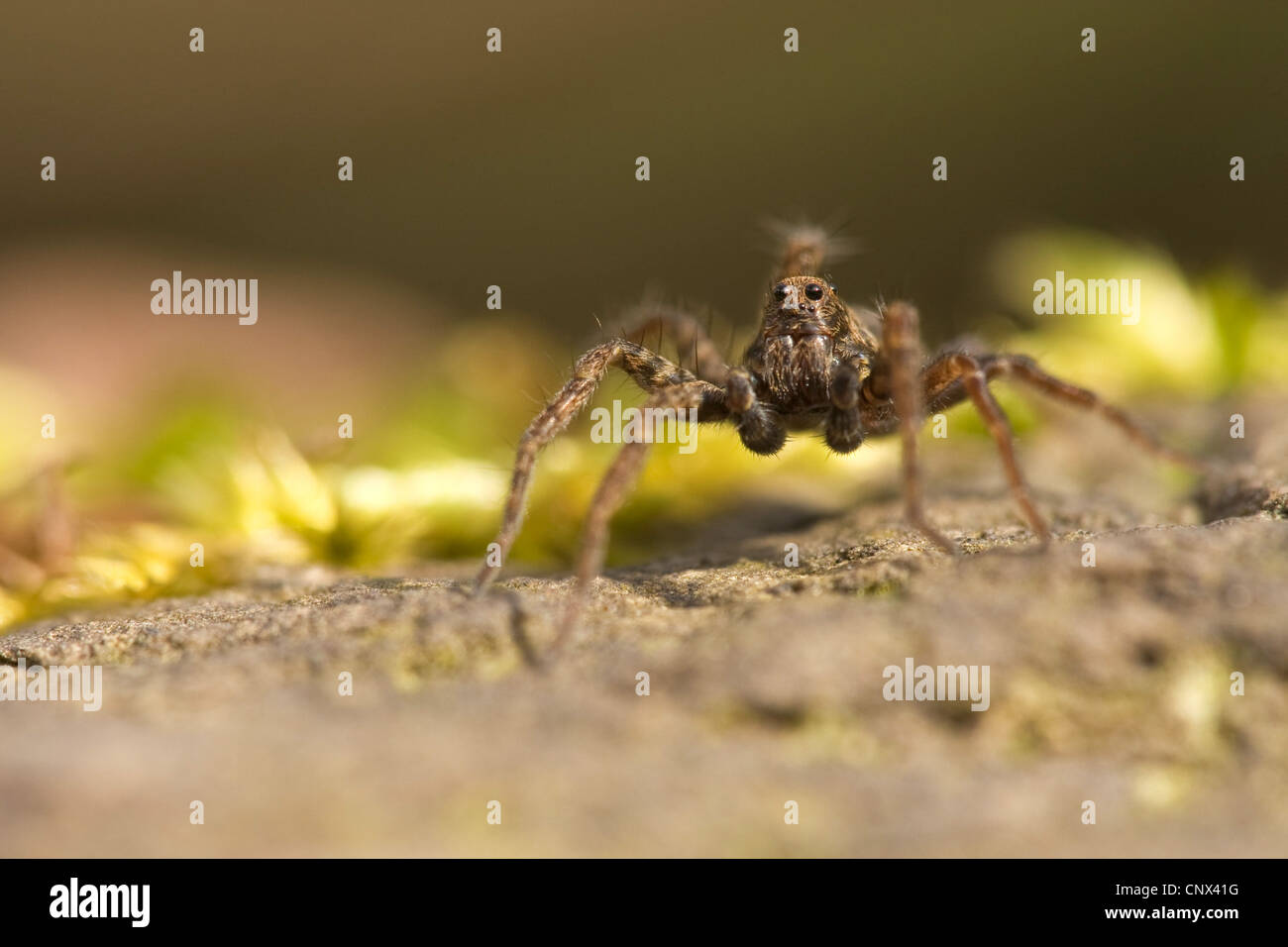 Wolfspinne, Boden Spinne (Pardosa Lugubris), sitzt auf einem Stein ...