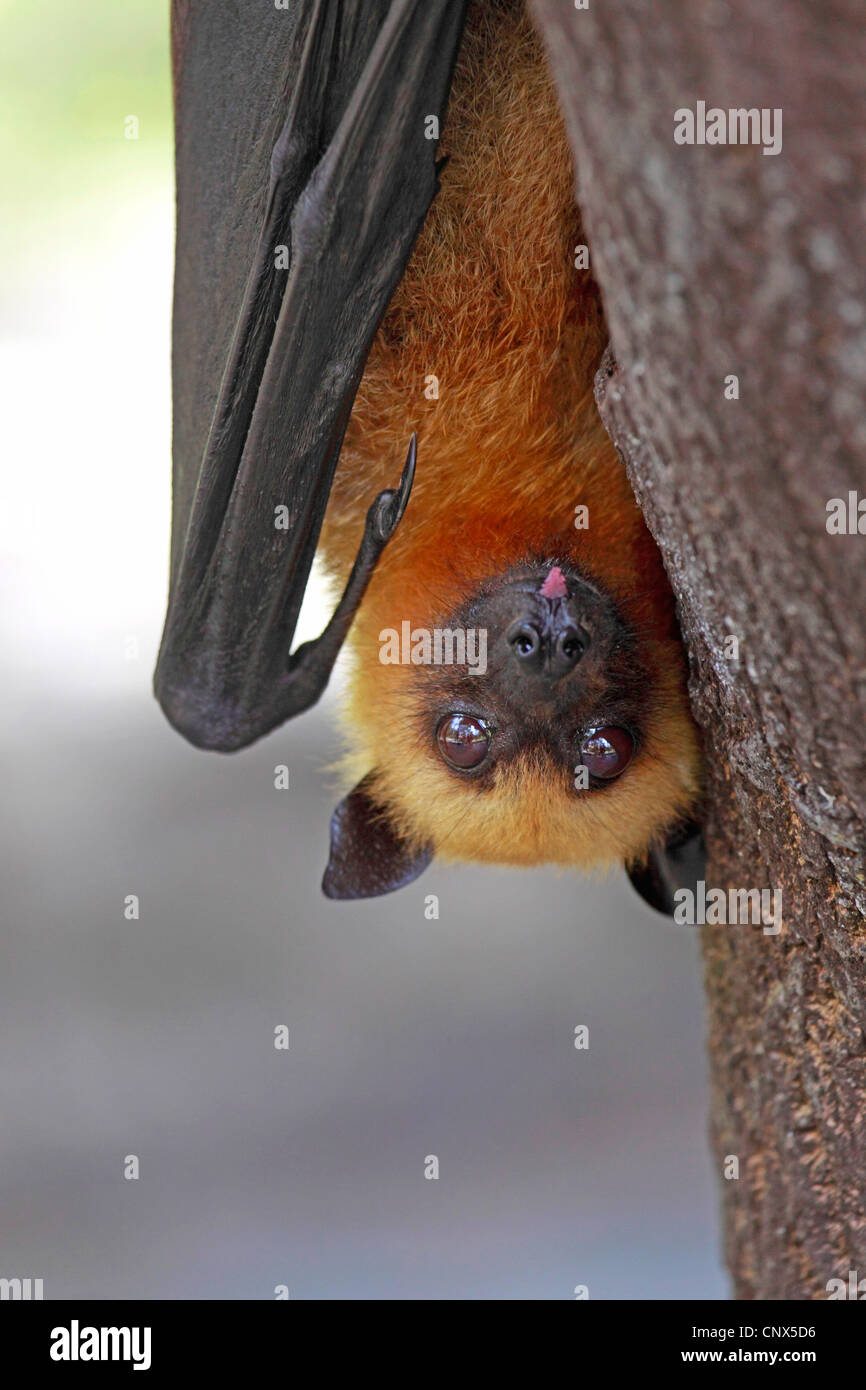 Seychellen-Flughund, Seychellen-Flughund (Pteropus Seychellensis), hing an einem Baum ...
