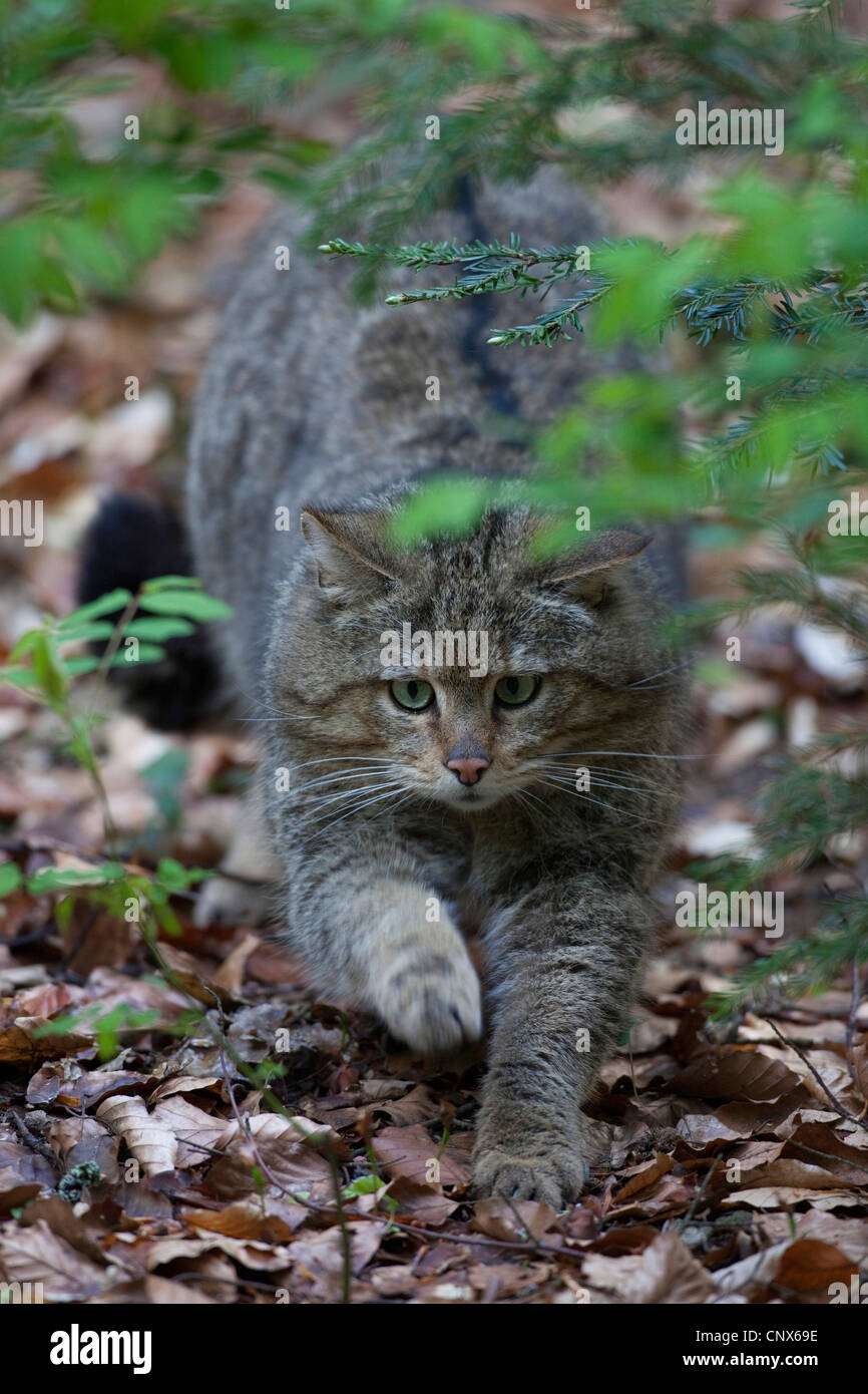 Wildkatze (Felis Silvestris), schleichen, Nationalpark Bayerischer Wald ...