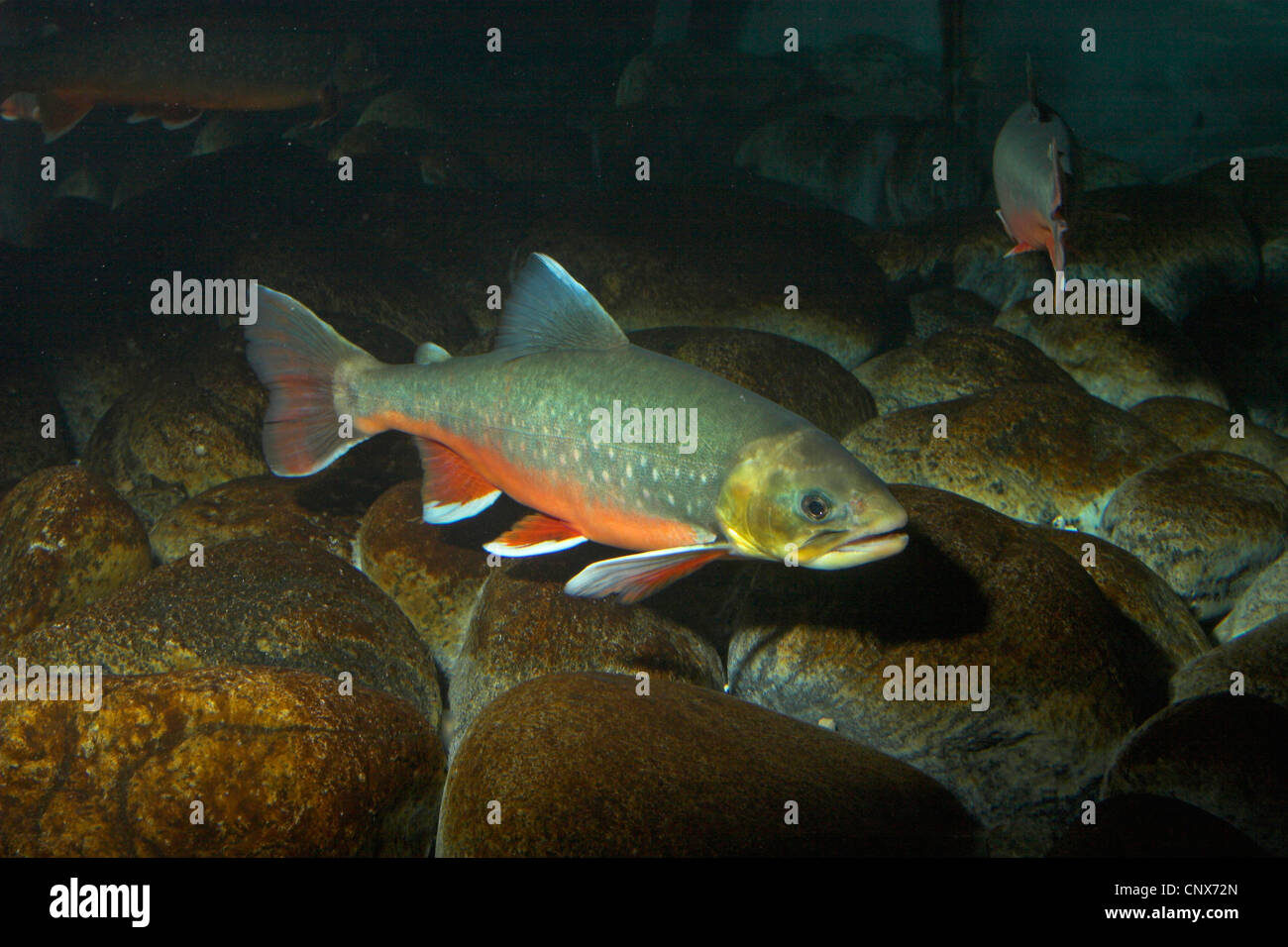 Arktischer saibling -Fotos und -Bildmaterial in hoher Auflösung – Alamy