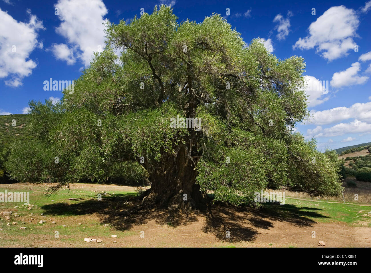 Olivenbaum (Olea Europaea SSP. Sativa), dreitausend Jahre alte Olive ...