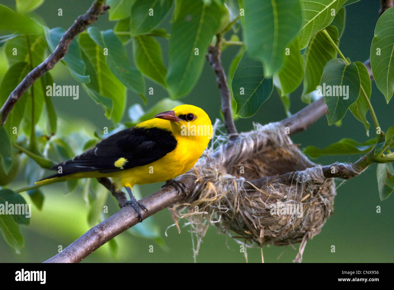 Gelbe pirole -Fotos und -Bildmaterial in hoher Auflösung – Alamy