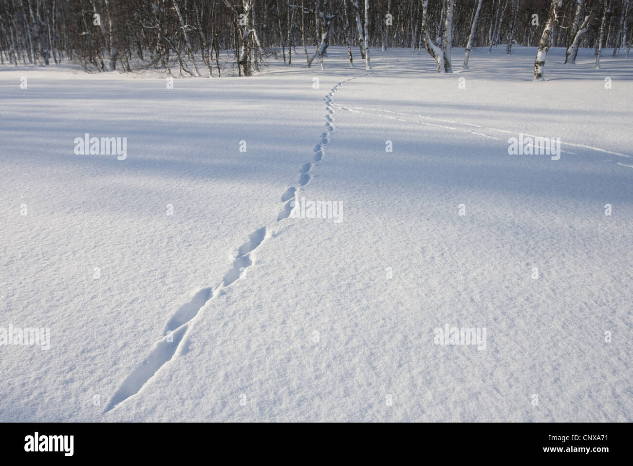 Rotfuchs (Vulpes Vulpes), Spuren von Fuchs im Schnee, Norwegen ...