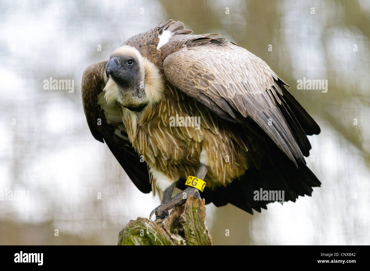 Geier Am Ast Stockfotos und -bilder Kaufen - Alamy