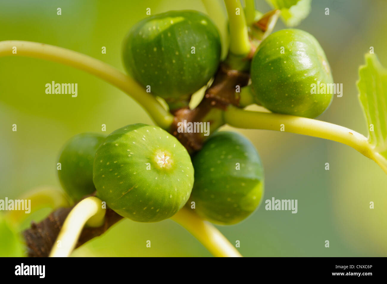 Edible fig ficus carica -Fotos und -Bildmaterial in hoher Auflösung – Alamy