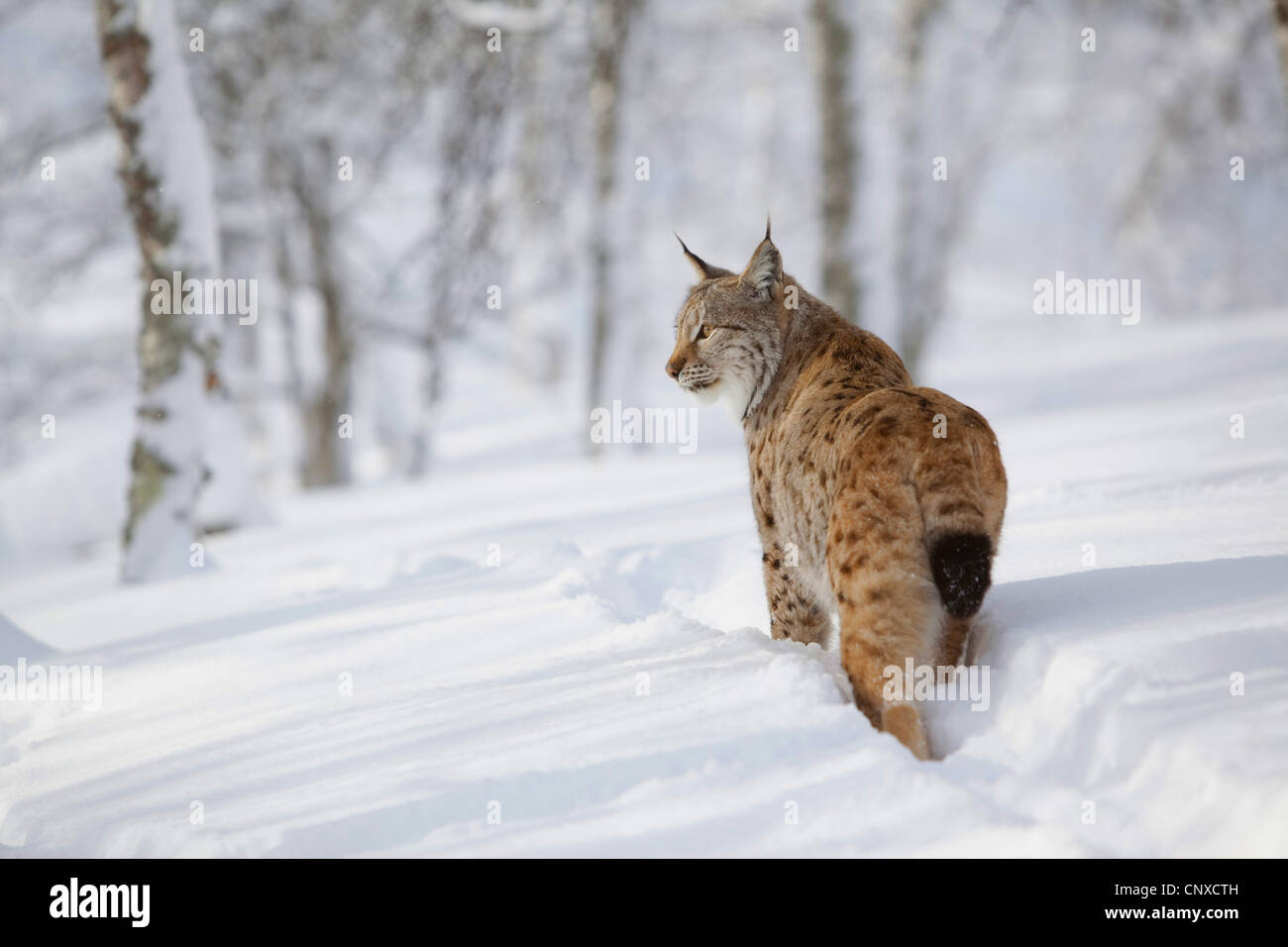 Eurasischer Luchs (Lynx Lynx), zu Fuß durch den Schnee, Norwegen ...