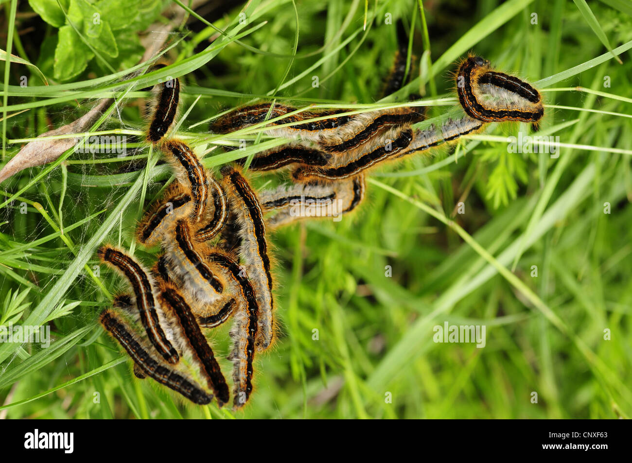 Raupen des Eichenprozessionsspinner in Rasen, Italien, Sizilien ...