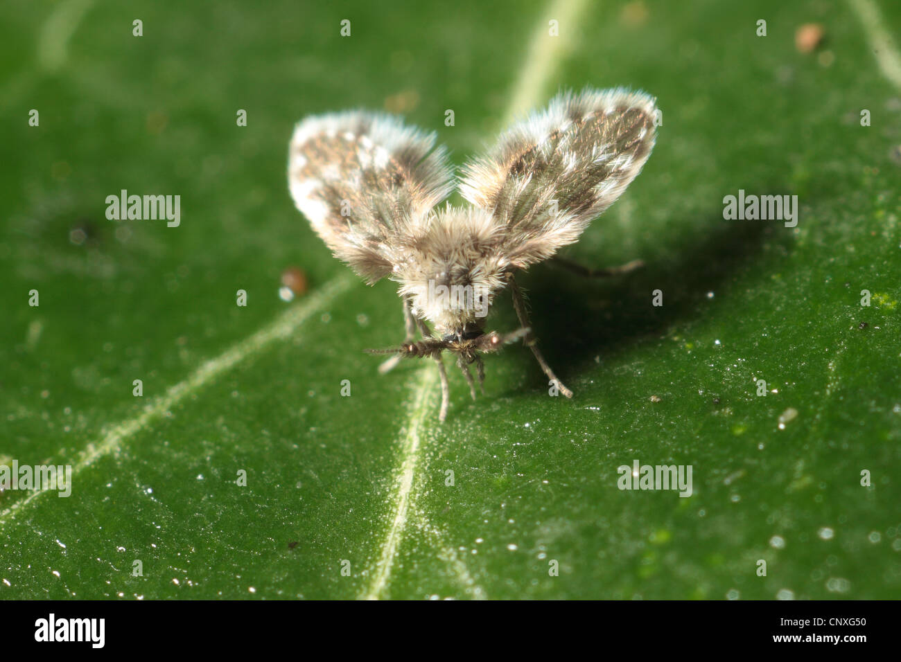 Flauschige motten -Fotos und -Bildmaterial in hoher Auflösung – Alamy