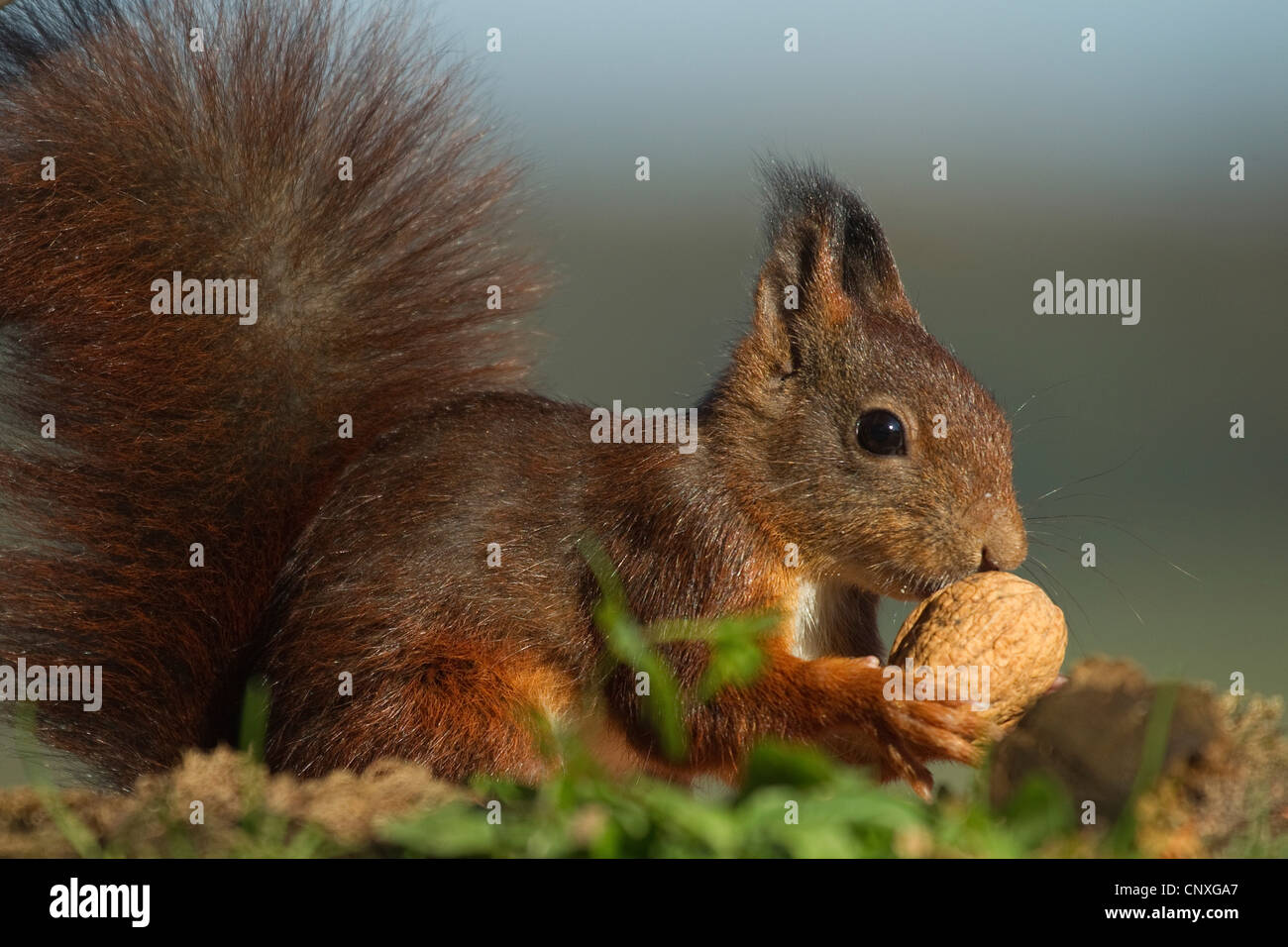 Europäische Eichhörnchen, eurasische rote Eichhörnchen (Sciurus ...