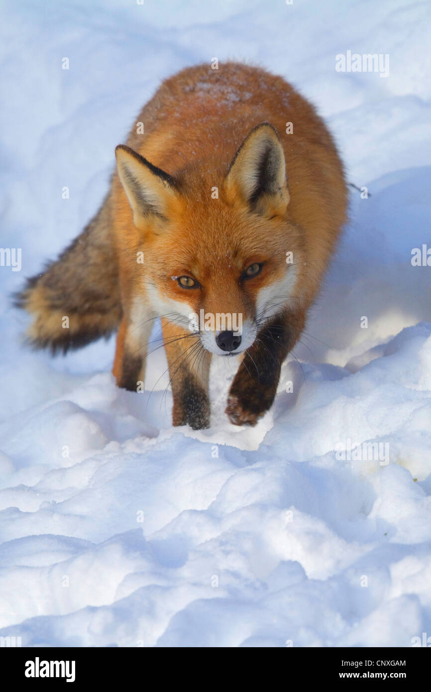 Rotfuchs im schnee deutschland -Fotos und -Bildmaterial in hoher ...