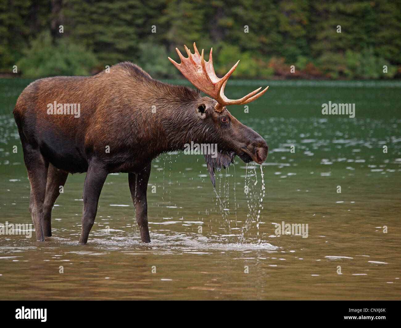 Kanadischer Elch, nordwestlichen Elch, westlichen Elch (Alces Alces ...