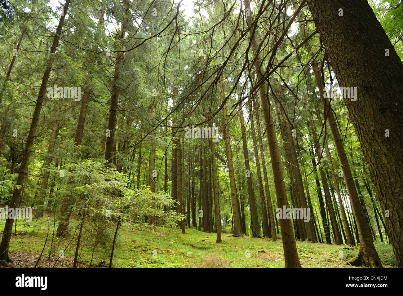 Gemeine Fichte (Picea Abies), Fichte, Wald, Deutschland, Bayern ...