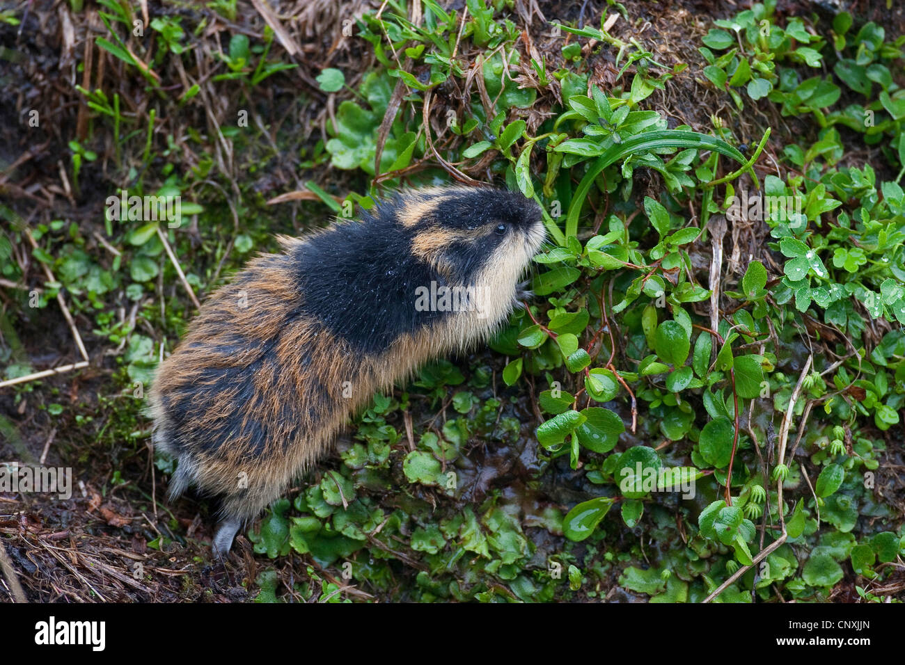 Norway lemming lemmus lemmus -Fotos und -Bildmaterial in hoher ...