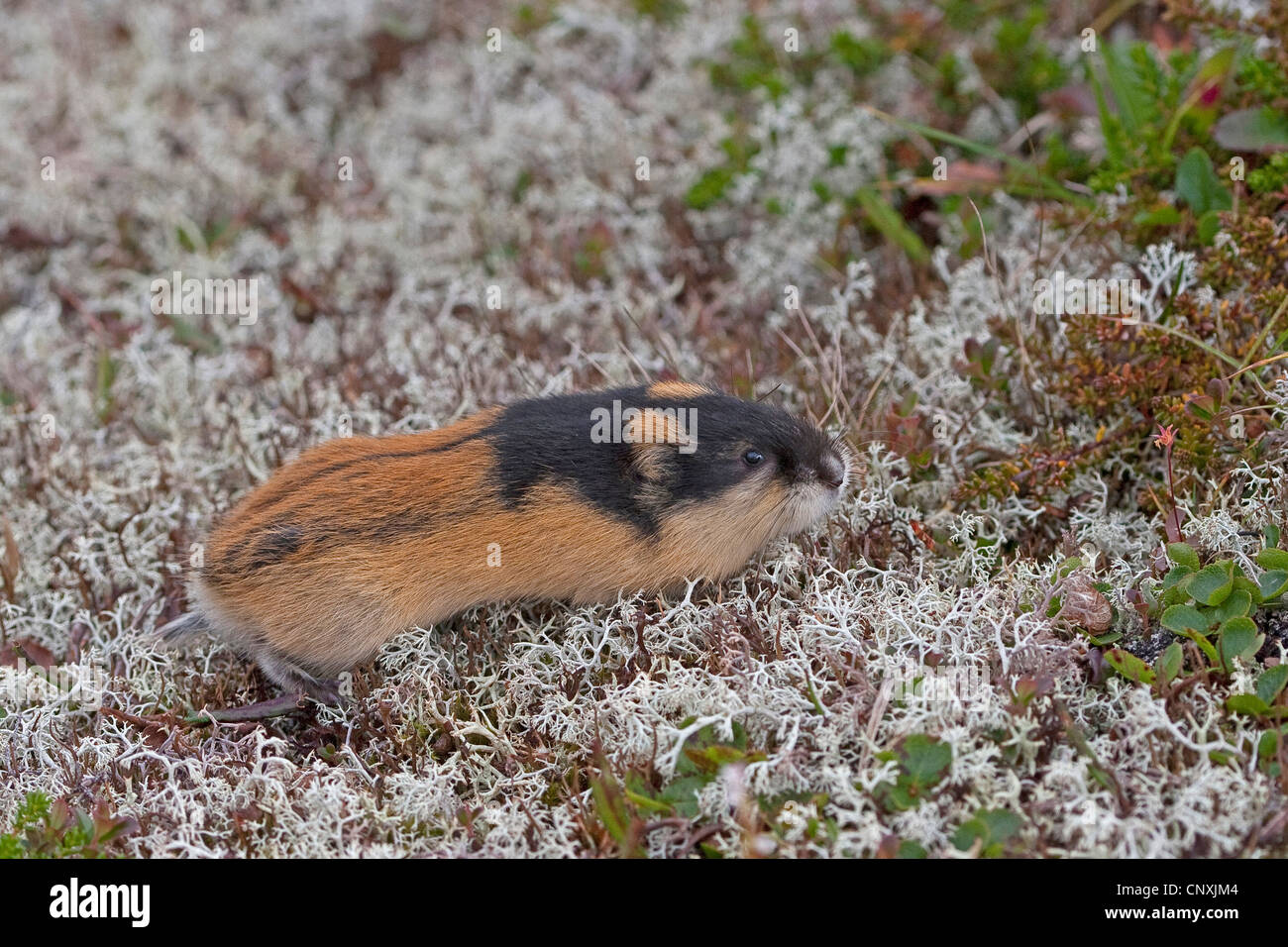 Lemming norwegen lemmus lemmus -Fotos und -Bildmaterial in hoher ...