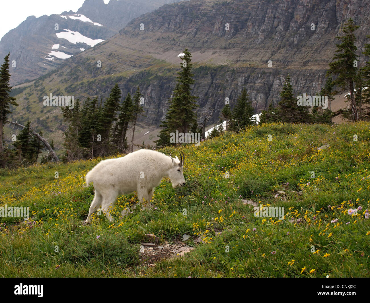 Eine wilde bergziege -Fotos und -Bildmaterial in hoher Auflösung – Alamy