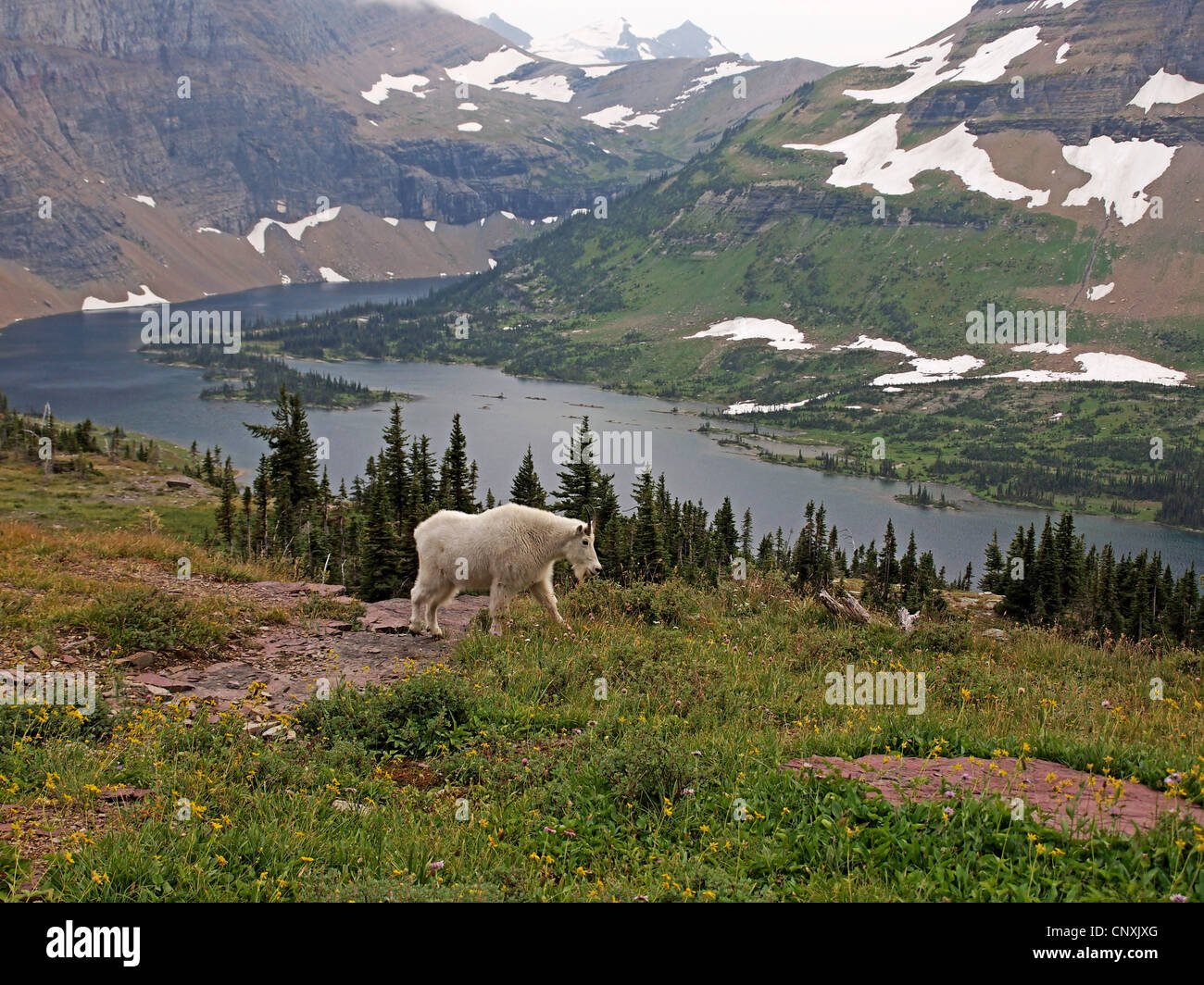 Eine wilde bergziege -Fotos und -Bildmaterial in hoher Auflösung – Alamy