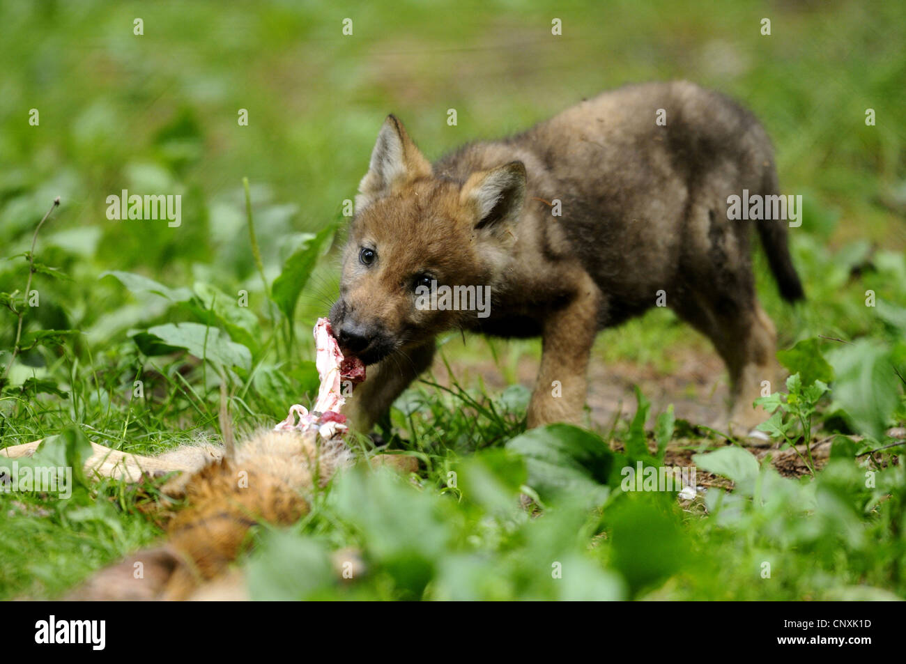 Gray Wolf Canis Lupus Eating Stockfotos und -bilder Kaufen - Alamy
