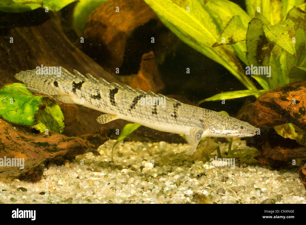 Polypterus bichir -Fotos und -Bildmaterial in hoher Auflösung – Alamy
