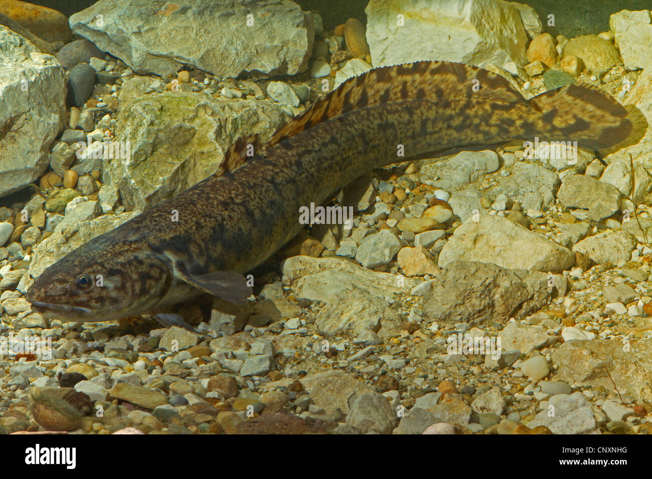 Lota lota fish -Fotos und -Bildmaterial in hoher Auflösung – Alamy