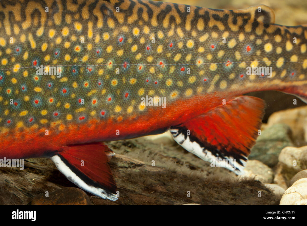 Bachforelle, Saibling Bach, Bach Charr (Namaycush Fontinalis), typische ...