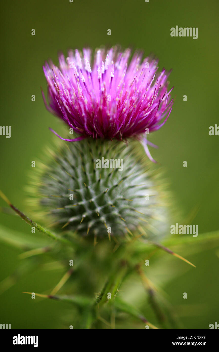 Bull Distel, gemeinsame Distel, Kratzdistel (Cirsium Vulgare, Cirsium ...