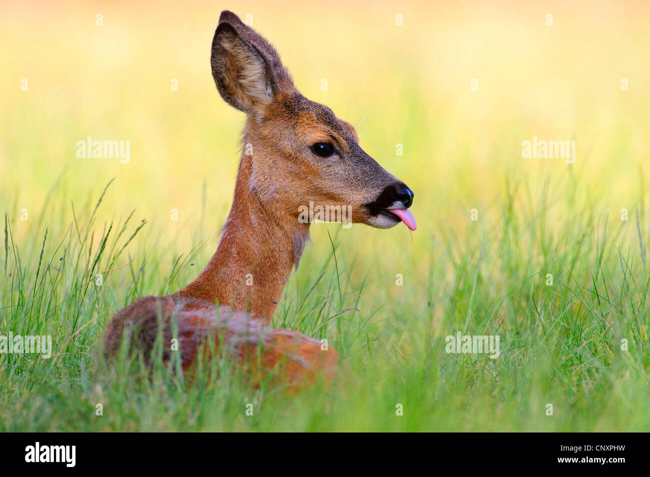 Reh (Capreolus Capreolus), Doe sitzen in der Wiese ragte der Zunge ...