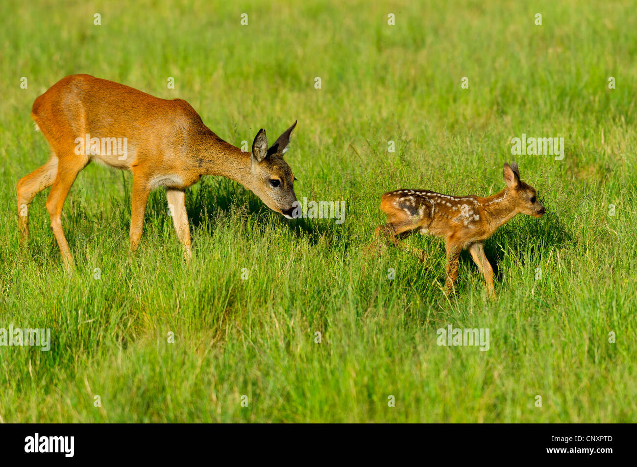 Reh (Capreolus Capreolus), Doe zu Fuß auf einer Wiese mit einem Rehkitz ...