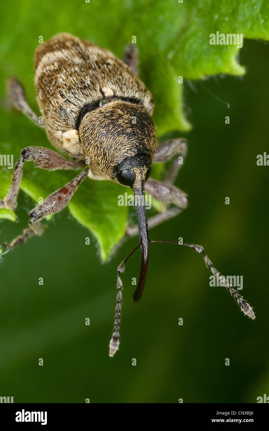Curculio nucum -Fotos und -Bildmaterial in hoher Auflösung – Alamy
