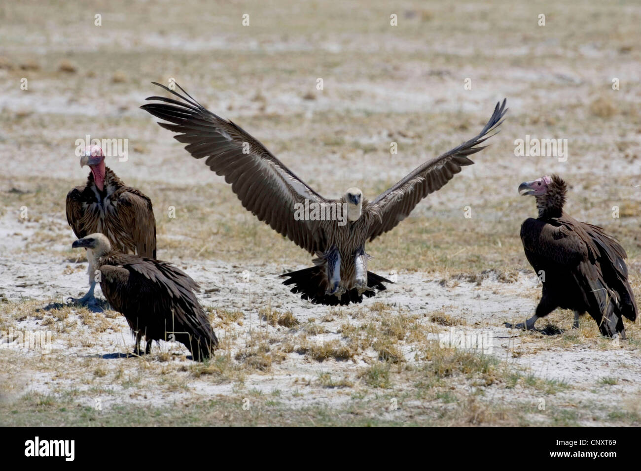 Orientalische Weißrückenspecht Geier (abgeschottet Bengalensis ...