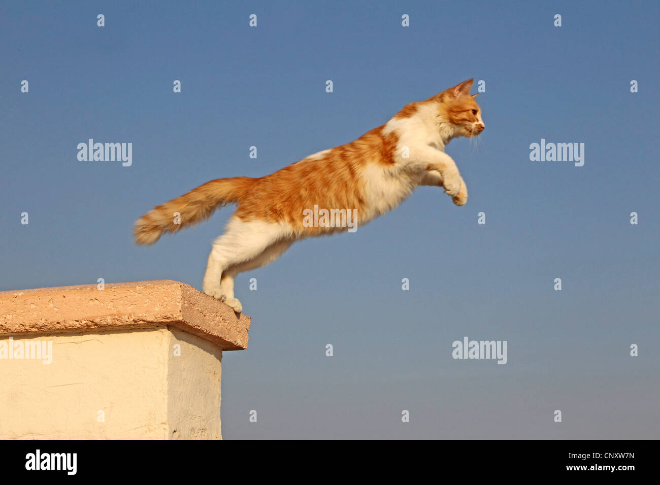 Cat jump -Fotos und -Bildmaterial in hoher Auflösung – Alamy
