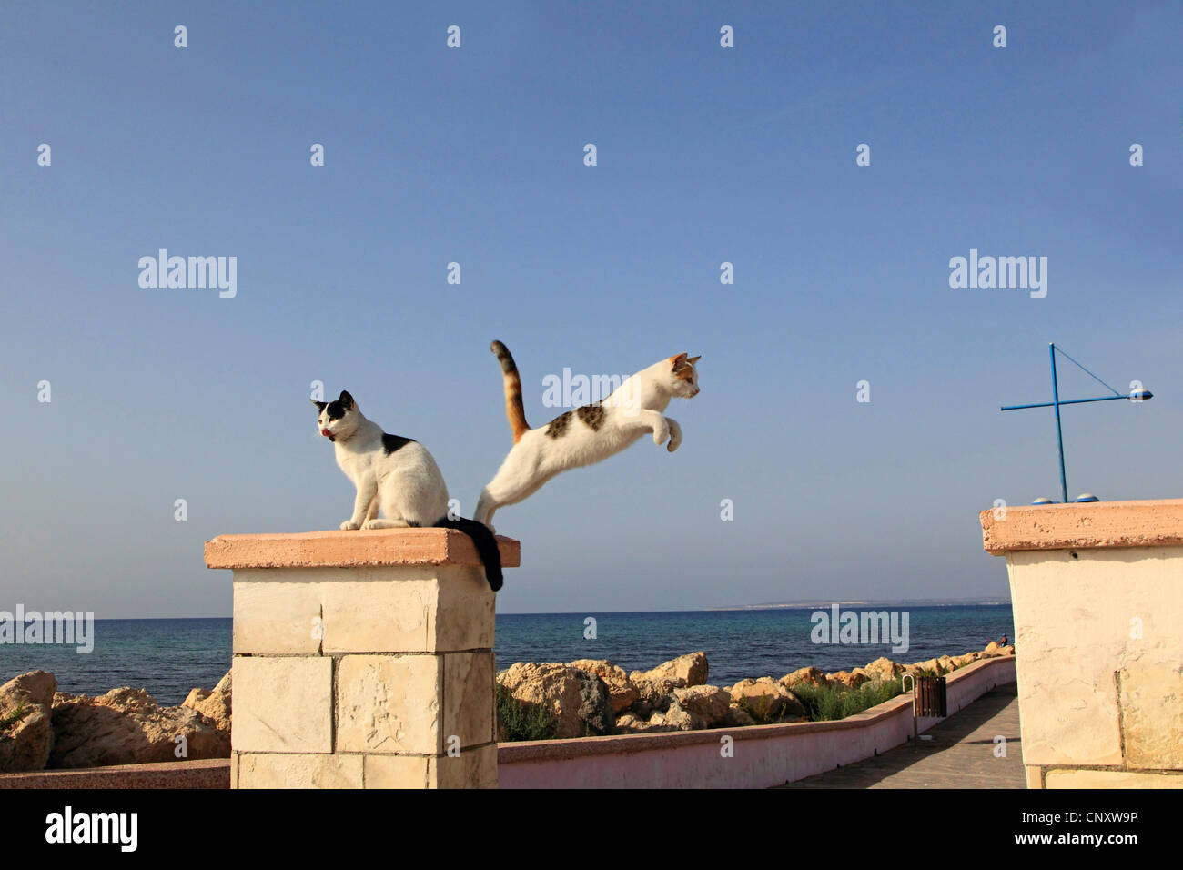Cat jumping -Fotos und -Bildmaterial in hoher Auflösung – Alamy