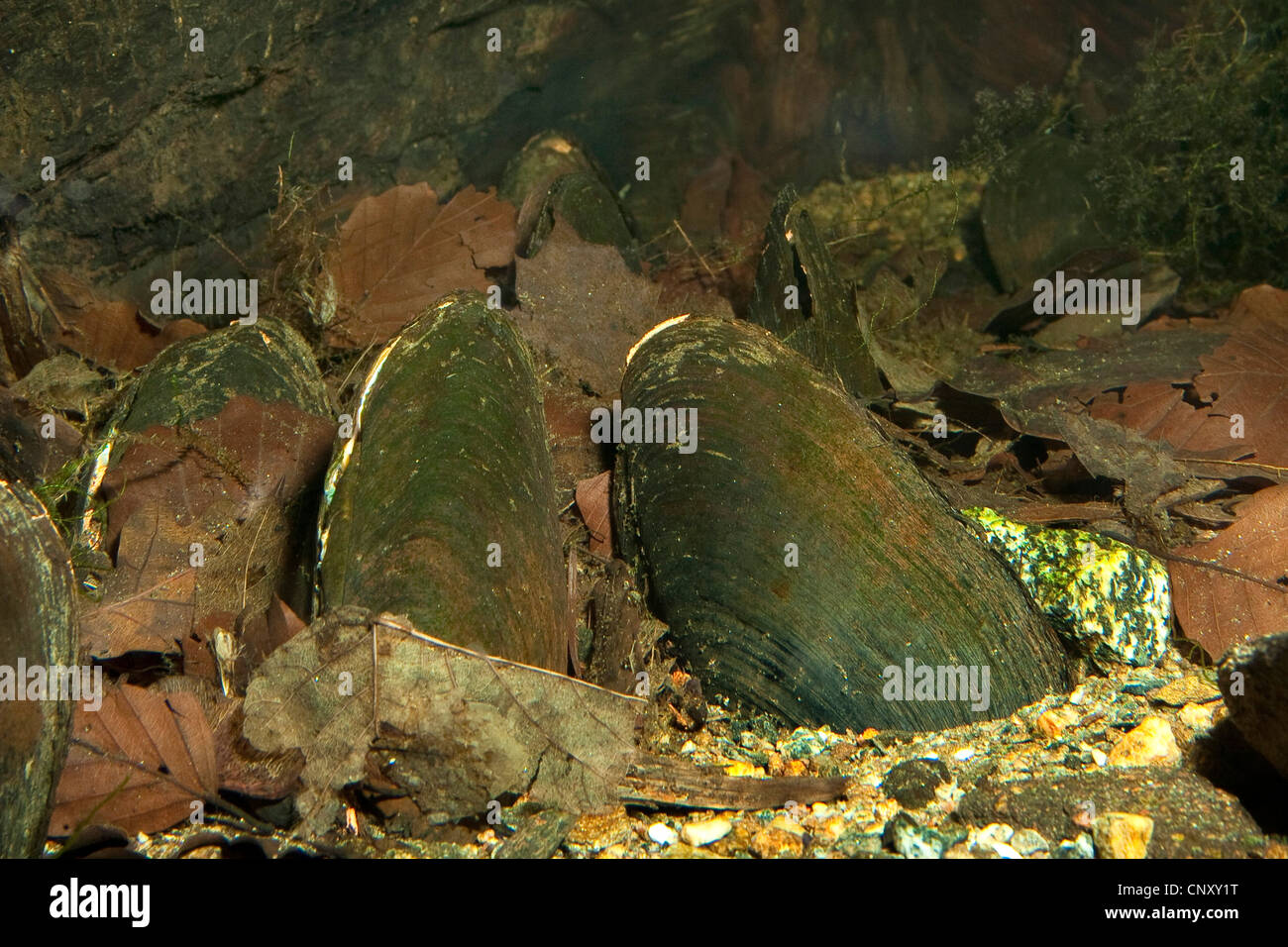 Süßwasser Perle Muschel (schottische Flussperlmuschel), östlichen ...