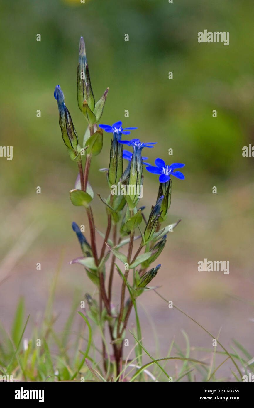 Alpen enzian -Fotos und -Bildmaterial in hoher Auflösung – Alamy