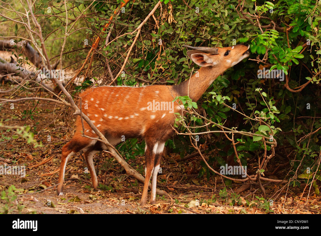 Bushbuck tragelaphus scriptus chobe botswana -Fotos und -Bildmaterial ...