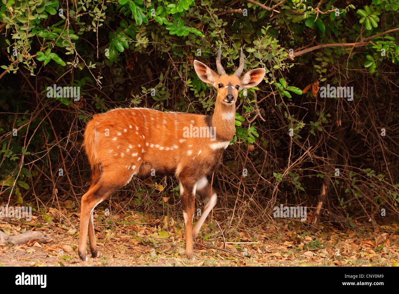 Bushbuck tragelaphus scriptus chobe botswana -Fotos und -Bildmaterial ...