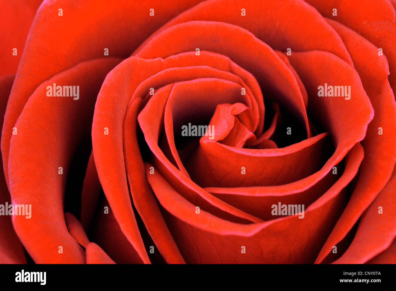 Red roses -Fotos und -Bildmaterial in hoher Auflösung – Alamy